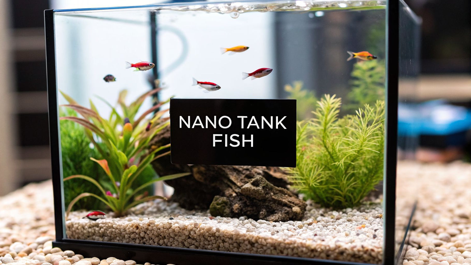 Best Nano Tank Fish: best nano tank fish picks for small aquariums ...