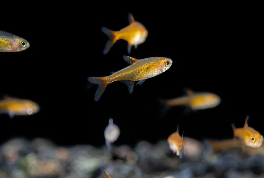 Freshwater Fish for Sale | BlueRipple Aquatics – Blueripple Aquatics