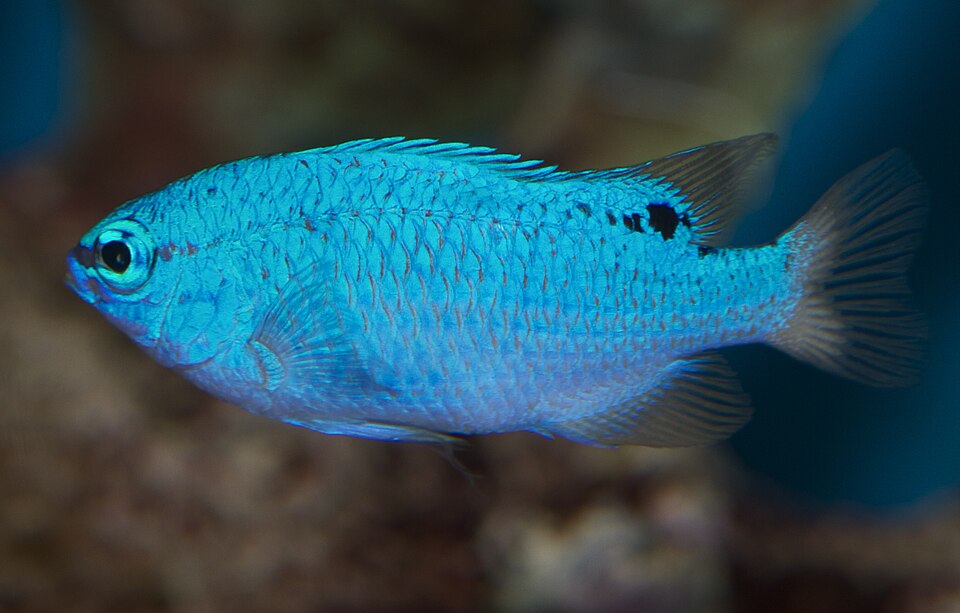 Blue Fin Damsel | Damsel | BlueRipple Aquatics – Blueripple Aquatics