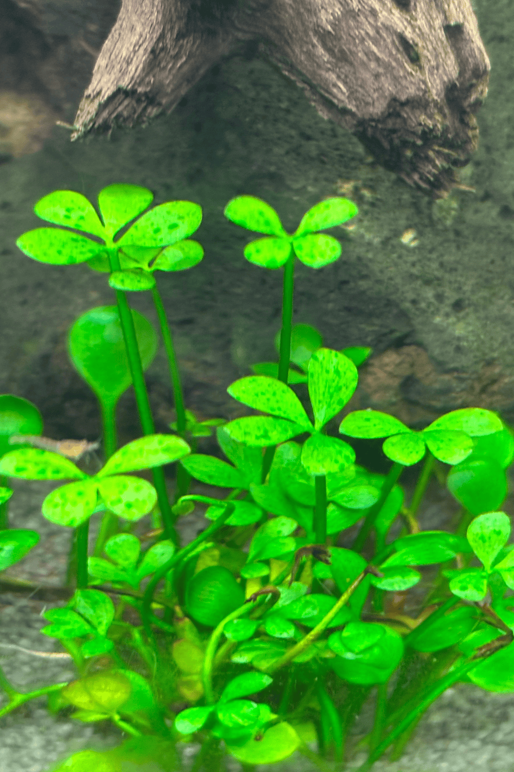 Dwarf Four Leaf Clover Potted | Other | BlueRipple Aquatics ...