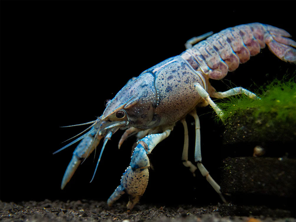 Electric Blue Crawfish (Procambarus alleni) – Full Care Guide, Tank ...