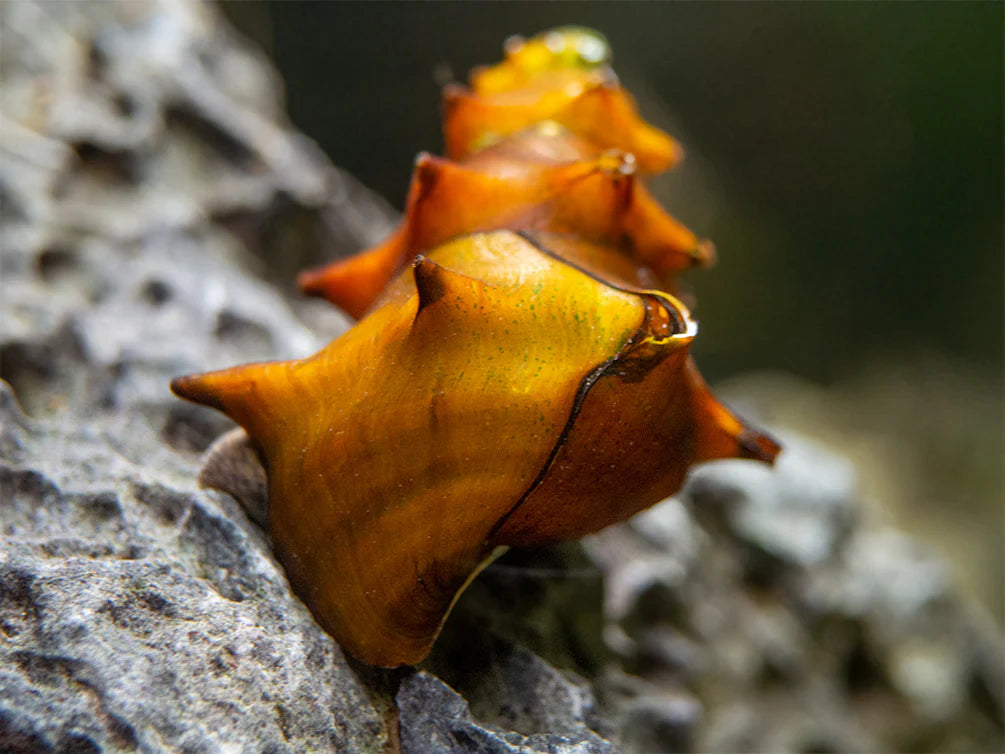 Horned Pagoda Snail (Brotia pagodula) – Spiked Shell Freshwater Snail ...