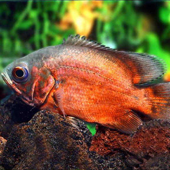 Red Oscar Fish (Astronotus ocellatus) Care Guide – Tank Size, pH ...