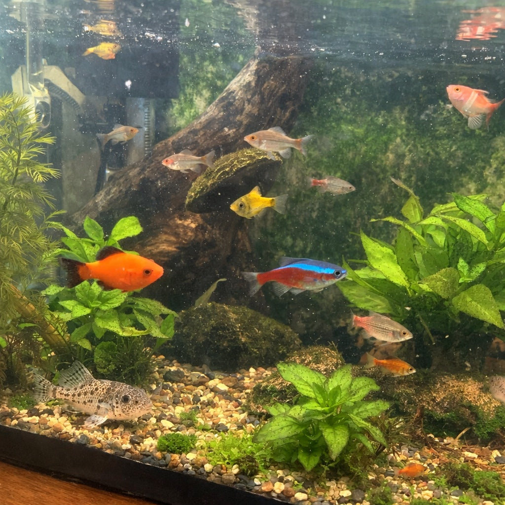 Green Hedge Plant Bunched | Other | BlueRipple Aquatics – Blueripple ...