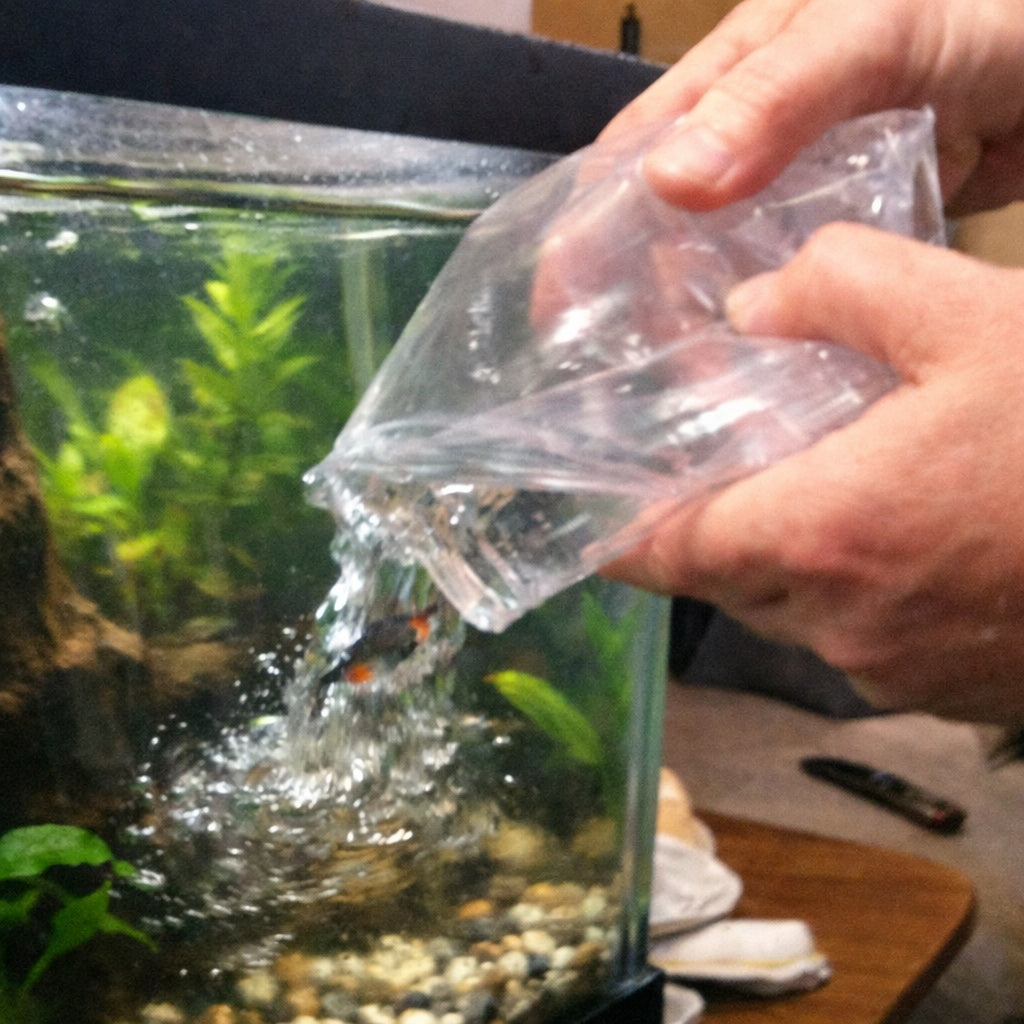 Green Hedge Plant Bunched | Other | BlueRipple Aquatics – Blueripple ...